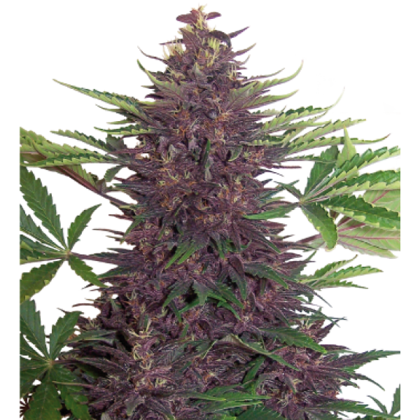 Buddha - Purple Kush 3 Unidades – La Botica Growshop